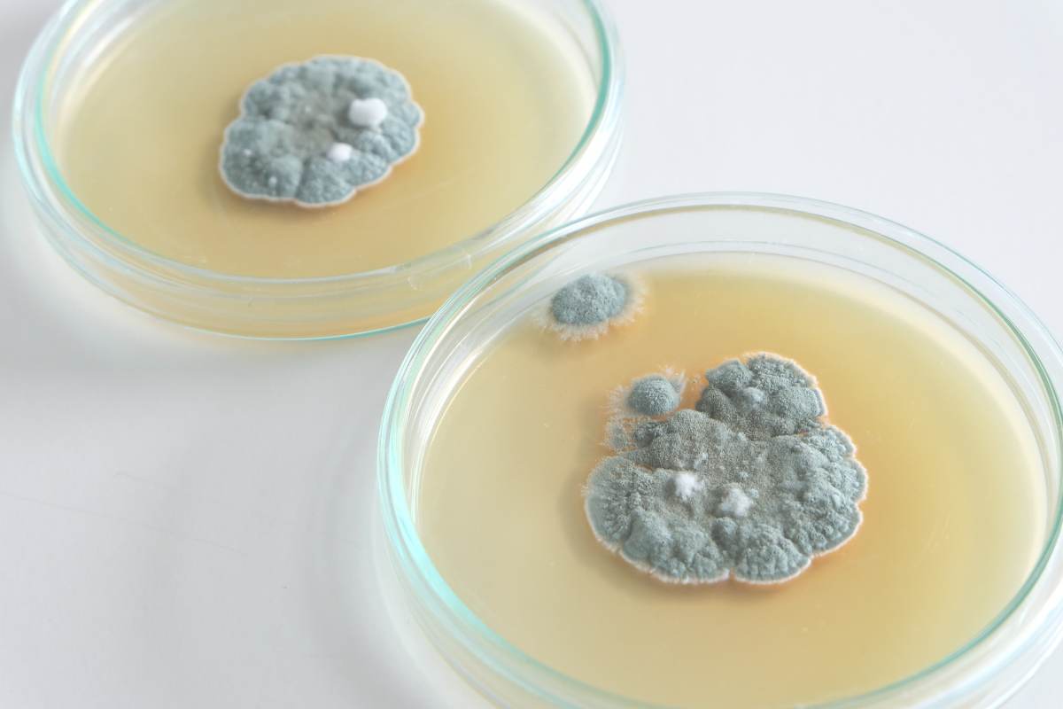 The Importance of Probiotics during Antibiotic Treatment