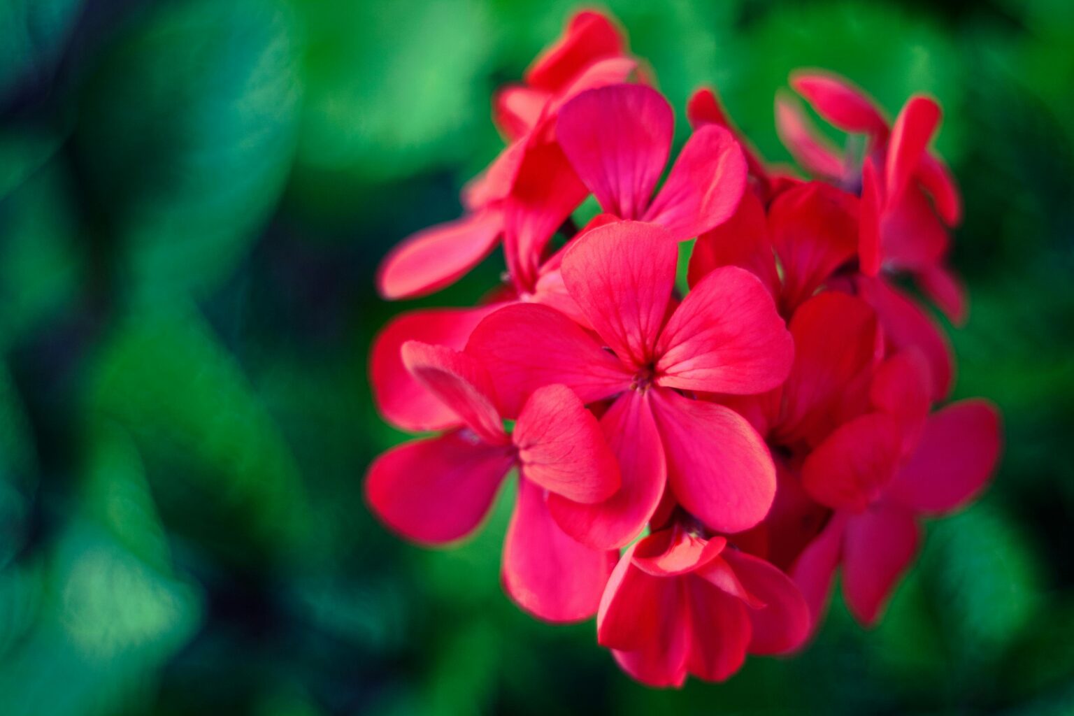 15 Italian Flowers Known for Their Beauty and Symbolism