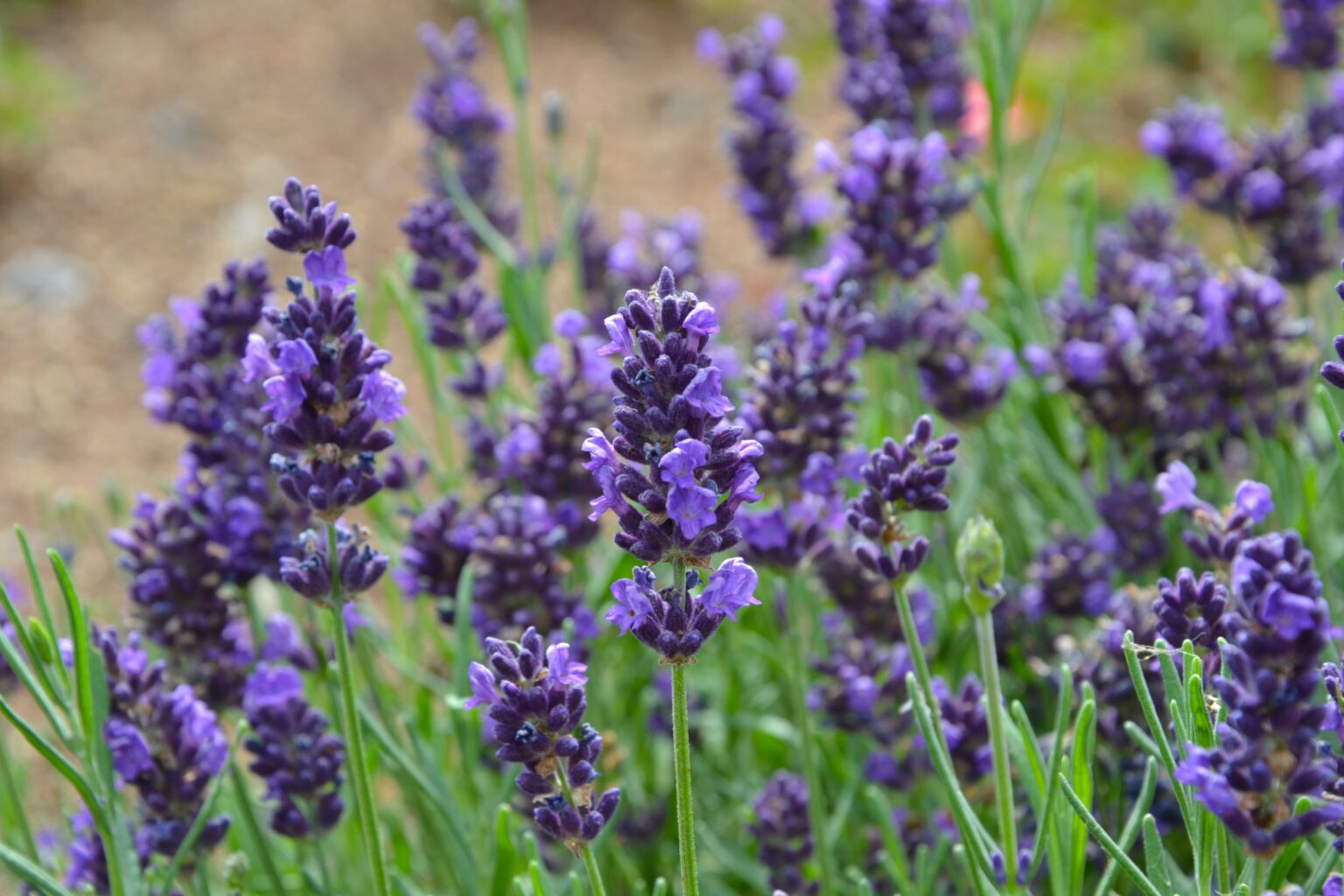 12 Plants That Naturally Repel Spiders From Your Garden