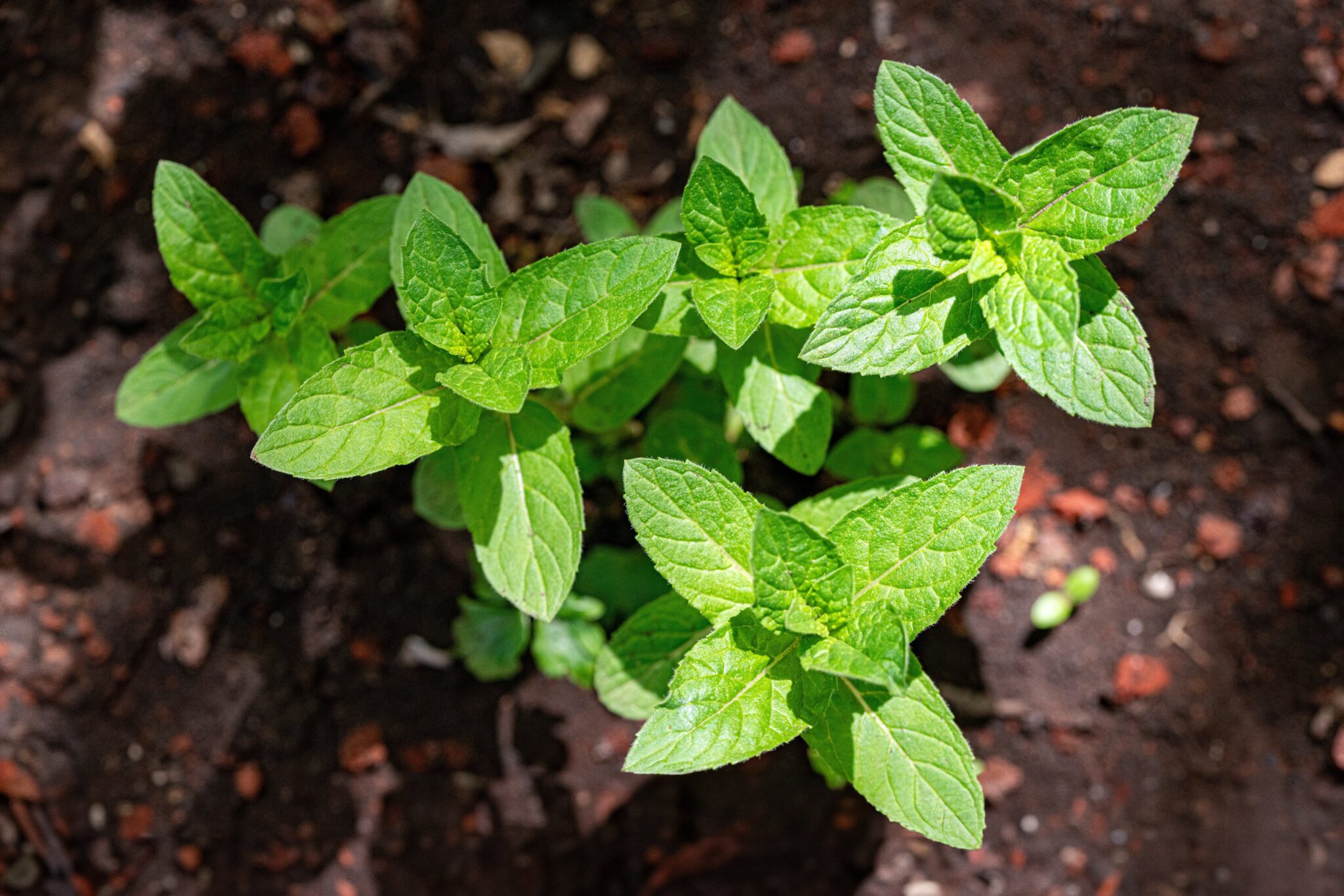 13 Plants That Naturally Repel Lizards in Your Garden