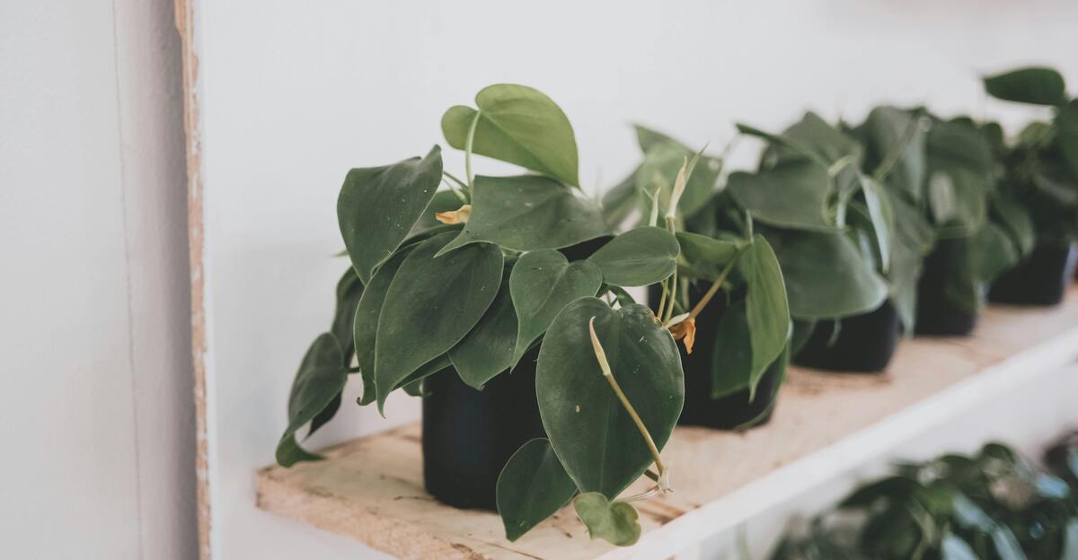 13 Beautifully Rare Philodendron Plants to Add to Your Collection