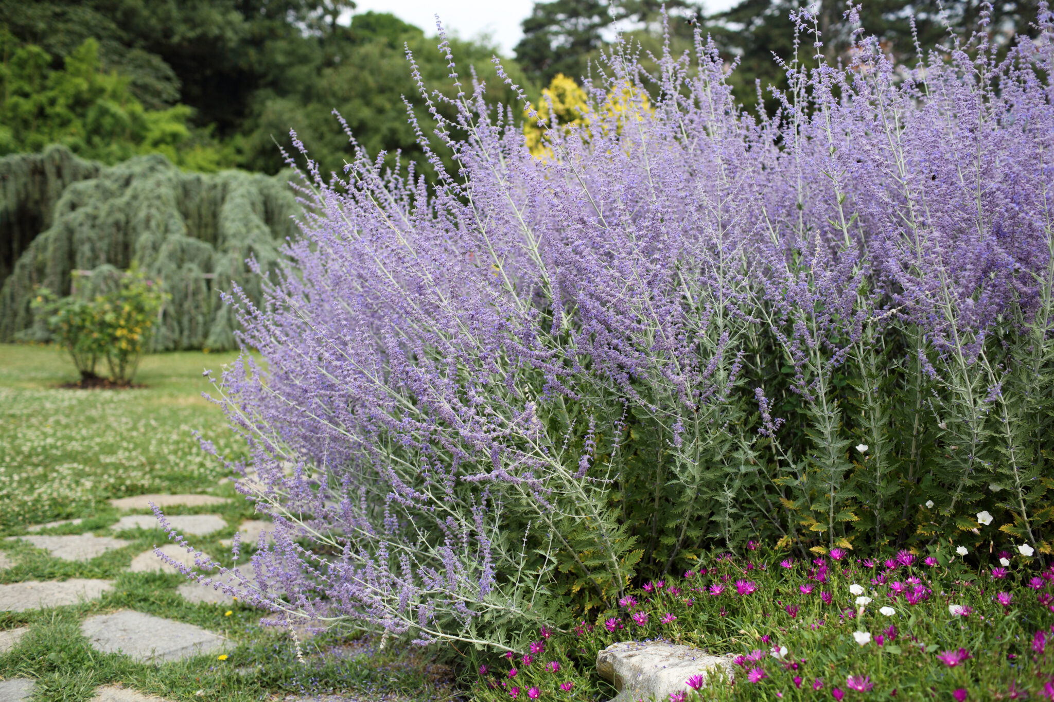 13 Plants That Naturally Repel Lizards in Your Garden
