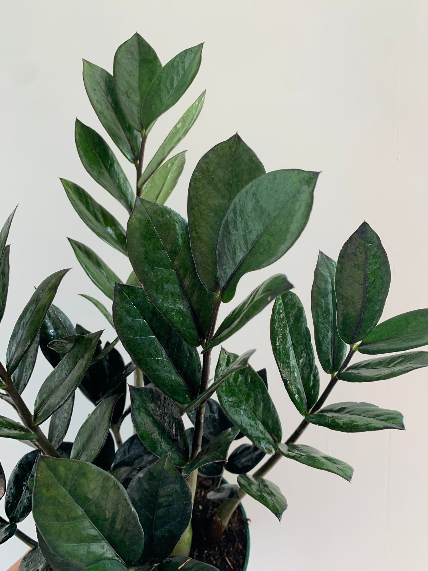 10 Stunning ZZ Plant Varieties and How to Care for Them