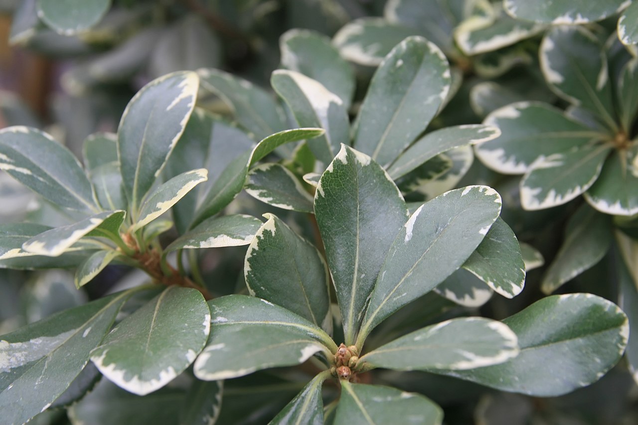 14 Stunning Variegated Plants to Add Charm to Your Garden