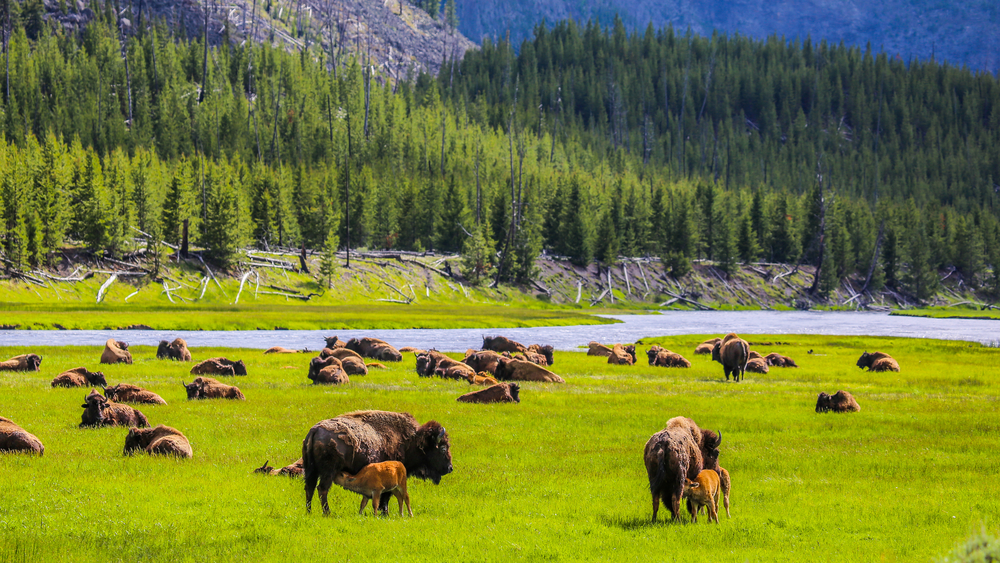 12 Keystone Species That Changed an Ecosystem After Returning