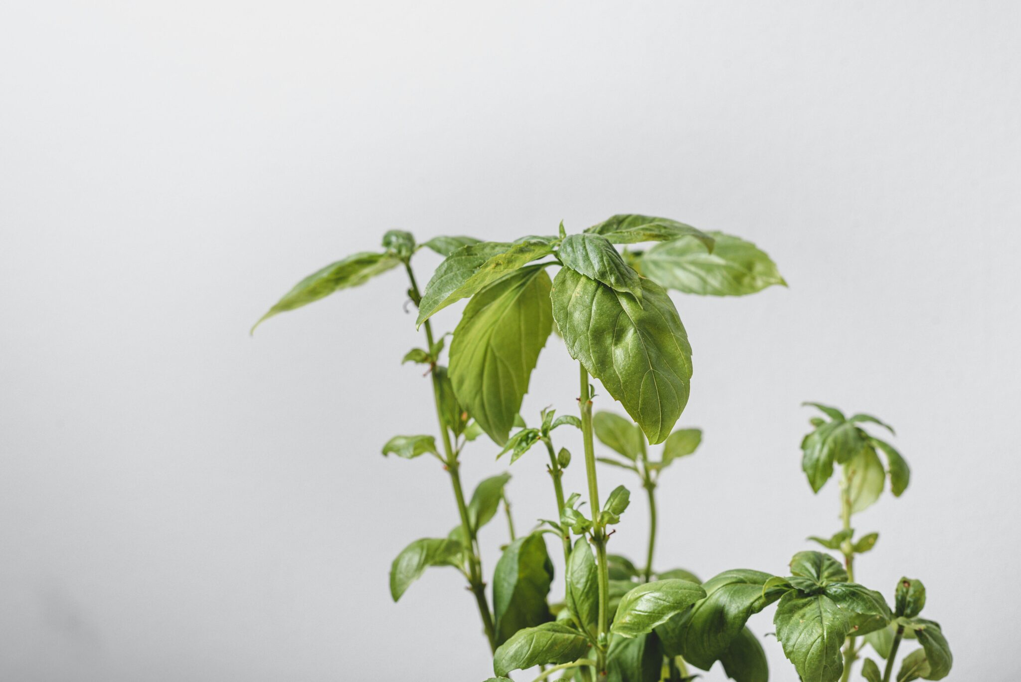 10 Easy Tips to Grow Basil Indoors Successfully