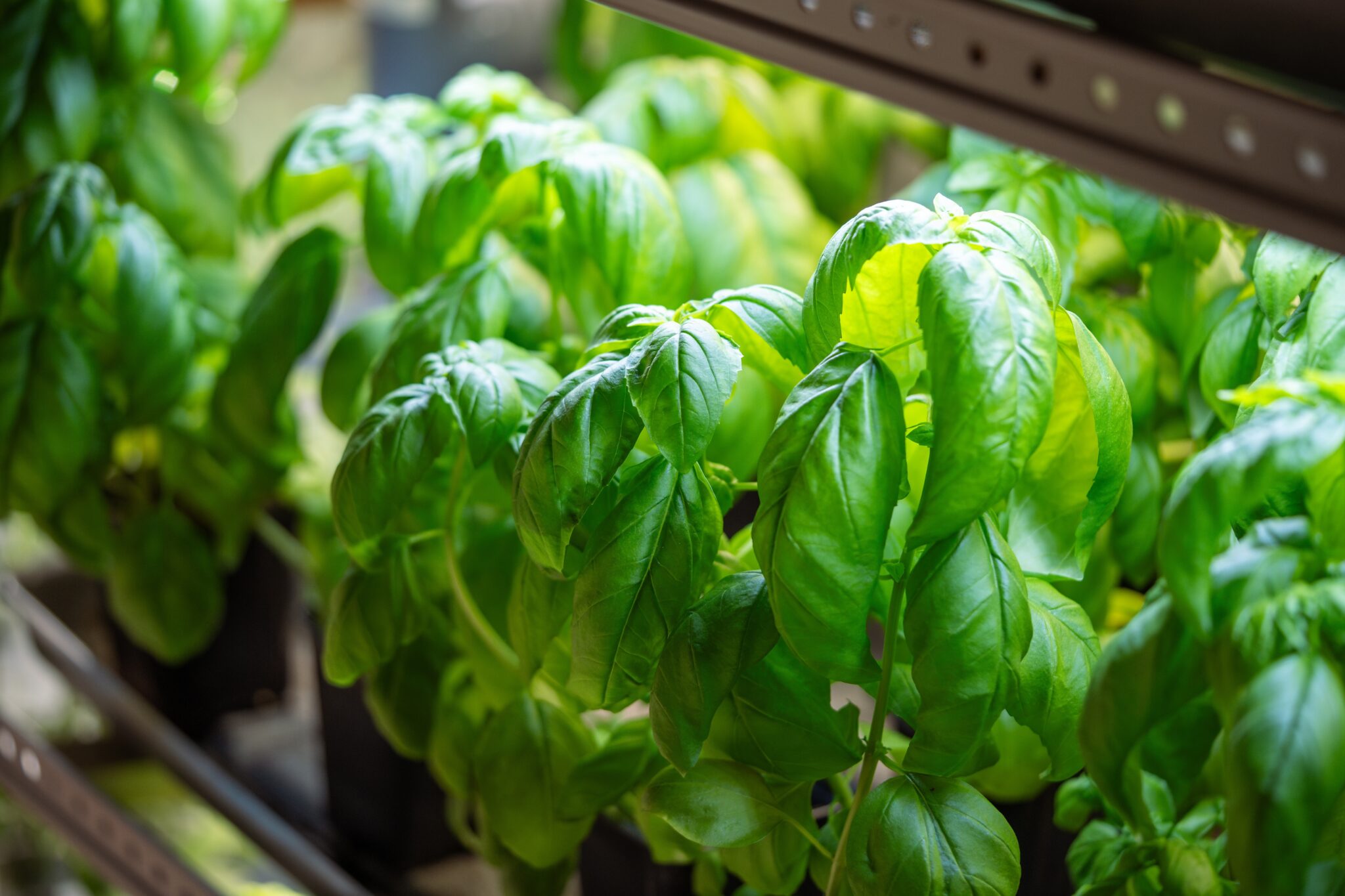 12 Plants That Naturally Repel Spiders From Your Garden