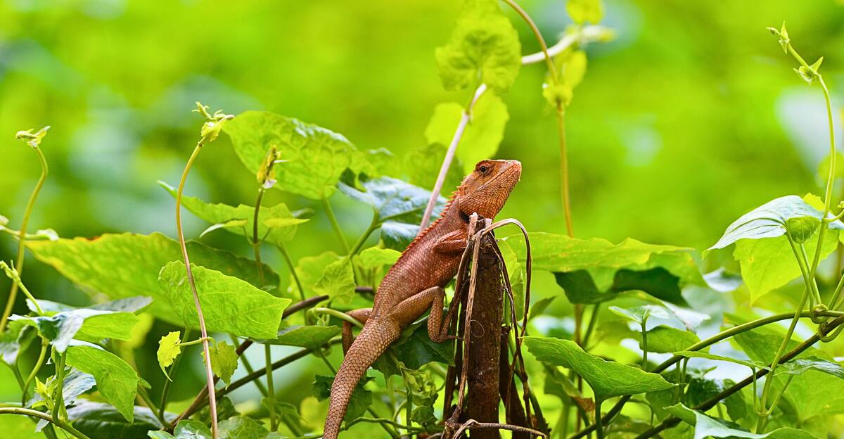 13 Plants That Naturally Repel Lizards in Your Garden