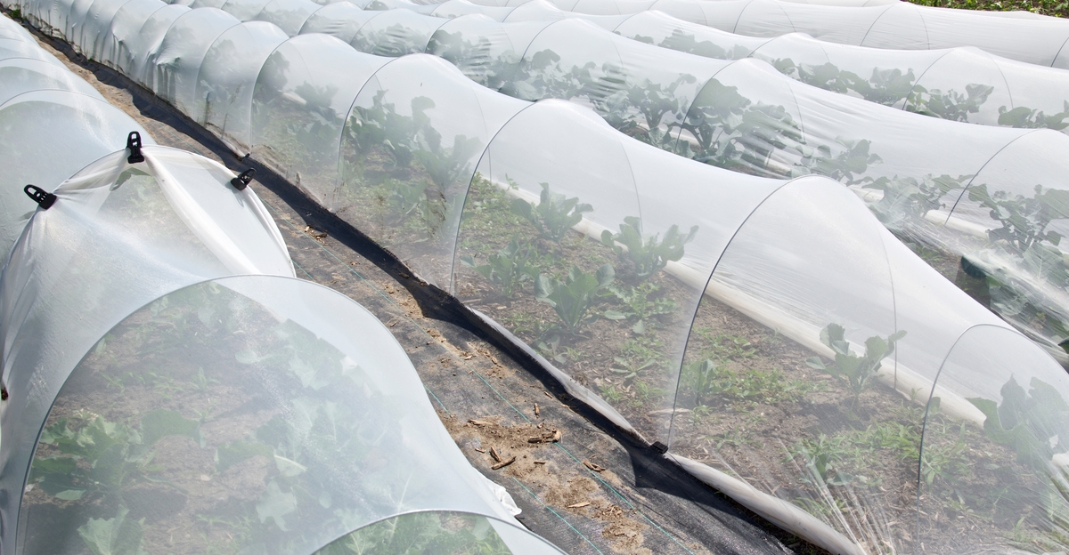 10 Setup Tips for Floating Row Covers That Extend the Season