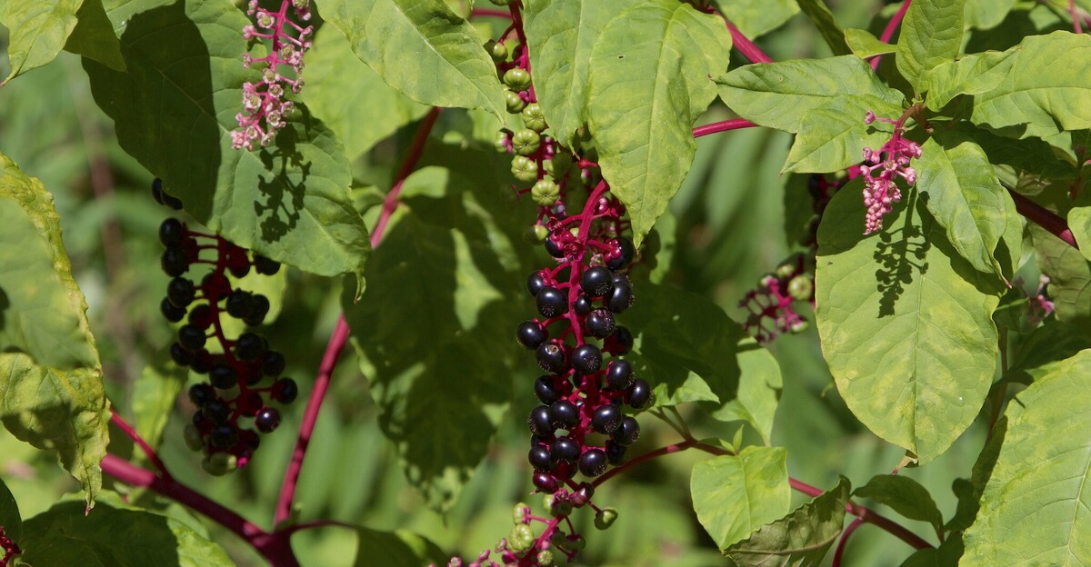11 Best Ways to Manage and Remove Pokeweed Plants