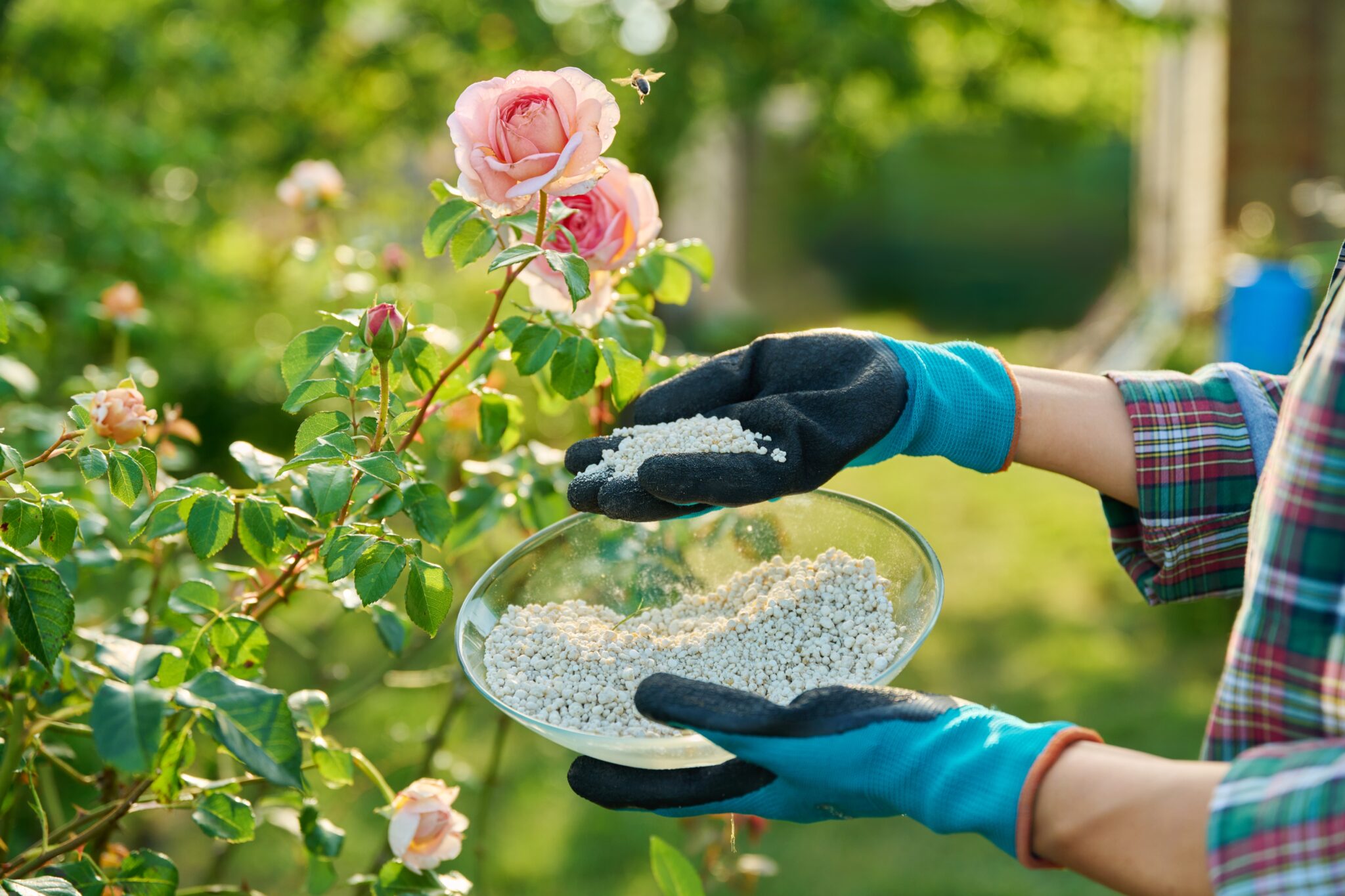 12 Tried-and-True Methods to Increase Rose Blooms
