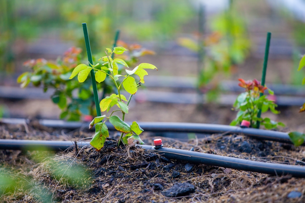 9 Watering Systems That Will Keep Your Summer Garden Thriving