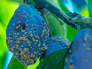 15 Common Fungal Diseases in Gardens and How to Handle Them