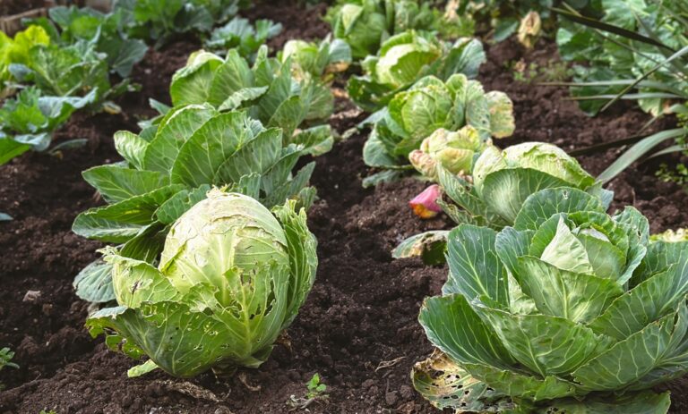 8 Ideal Companion Plants for Sage and 5 Plants to Avoid