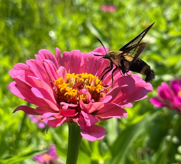 12 Beautiful Hummingbird Moths You May Spot in Your Garden