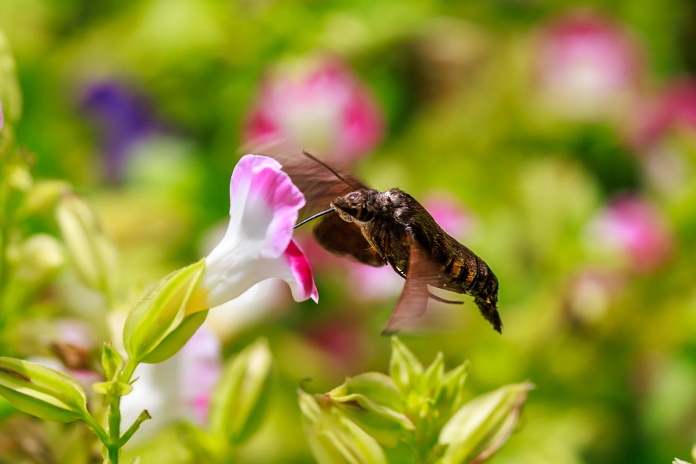 12 Beautiful Hummingbird Moths You May Spot in Your Garden