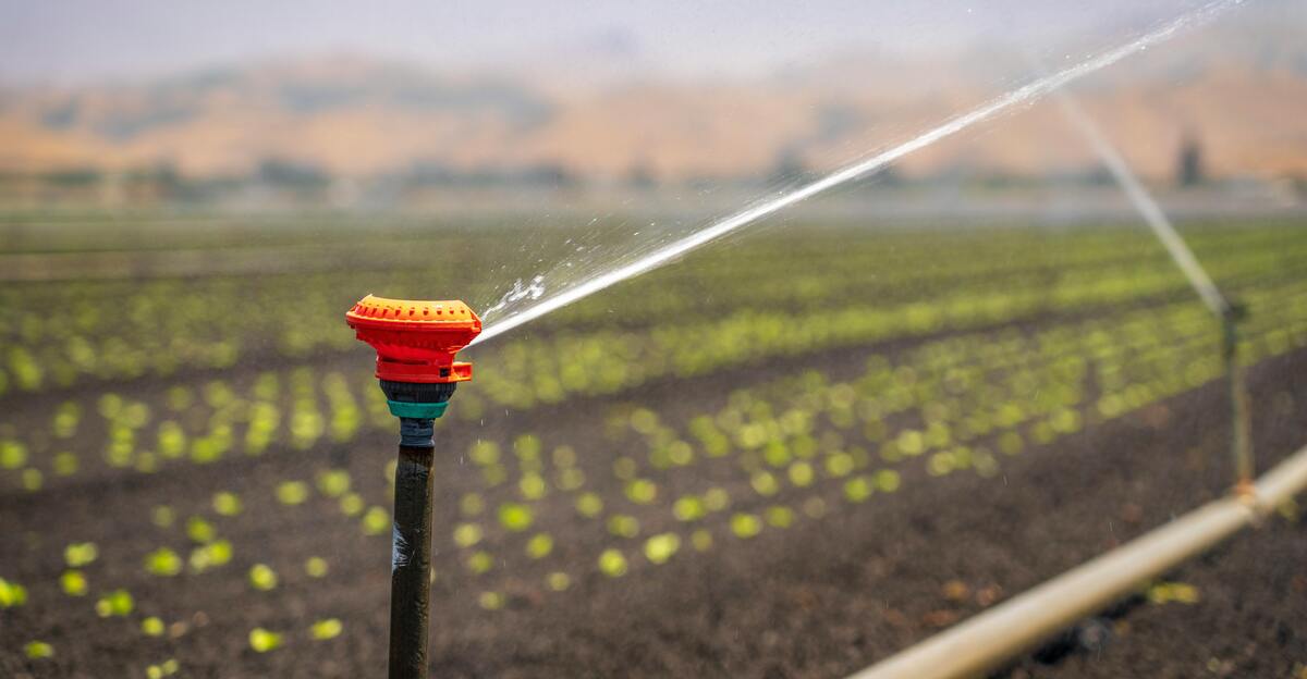 10 Options For The Best Greenhouse Irrigation System