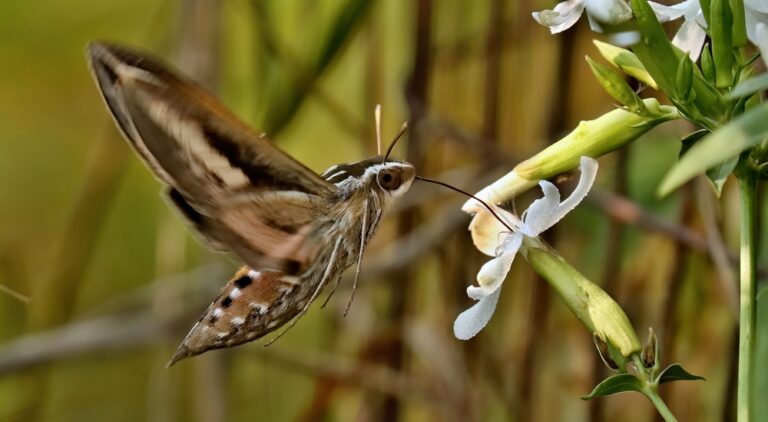 12 Beautiful Hummingbird Moths You May Spot in Your Garden