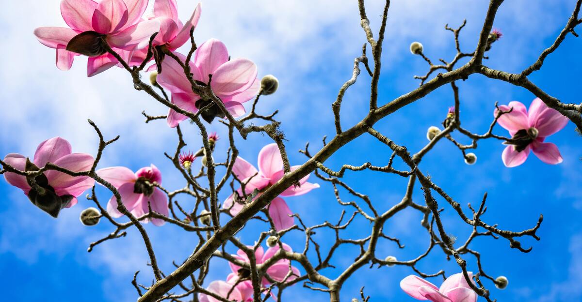 10 Beautiful Magnolia Trees Perfect for Your Garden