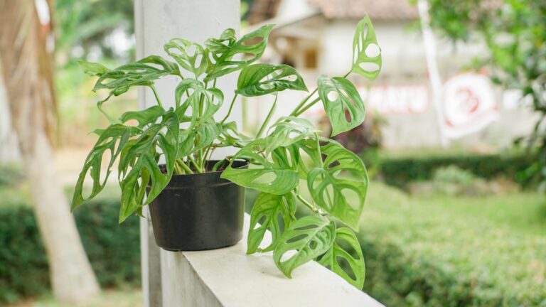 11 Gorgeous Varieties of Monstera Adansonii for Your Plant Collection