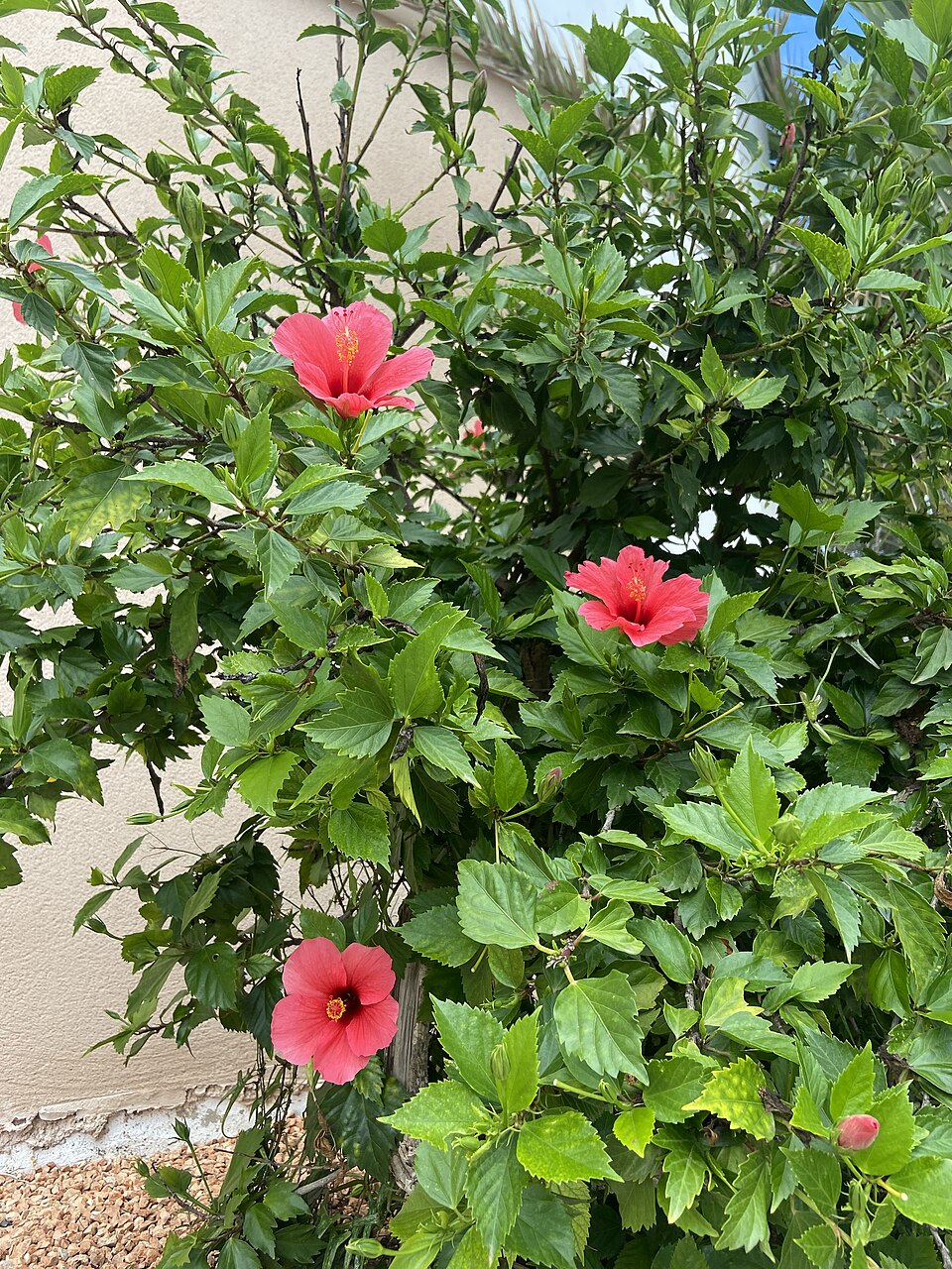 11 Hibiscus Pests and Diseases and How to Protect Your Plants