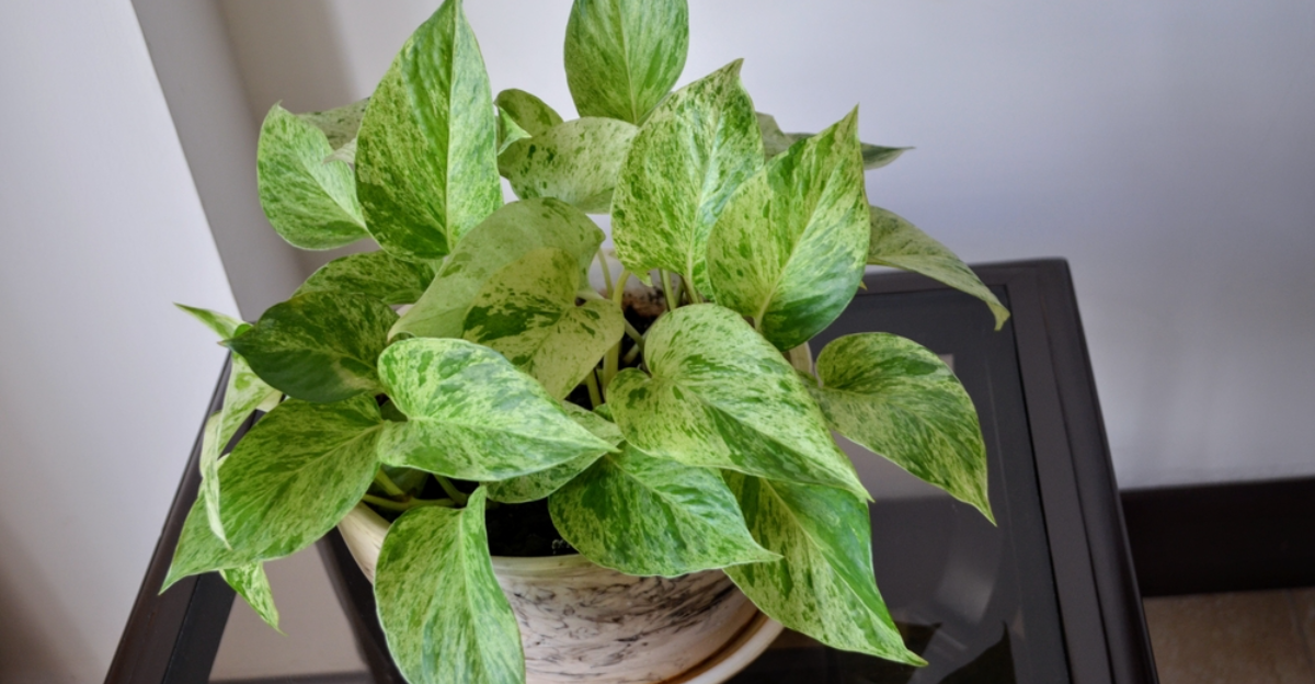 13 Beautiful Pothos Varieties That Will Transform Your Space