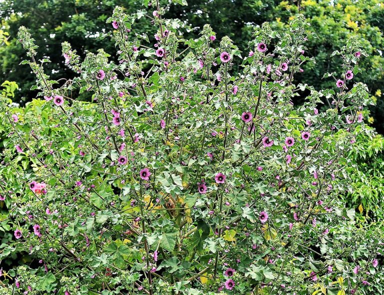 20 Stunning Tall Outdoor Plants to Elevate Your Landscape