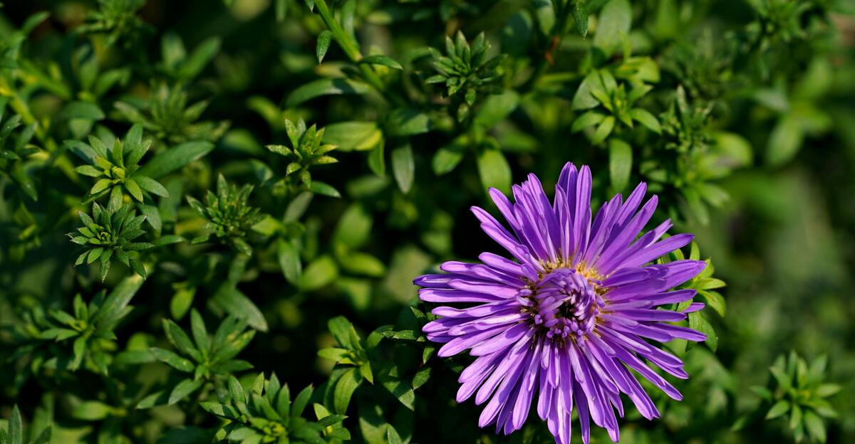 11 Stunning Native Flowering Plants to Brighten Your Garden