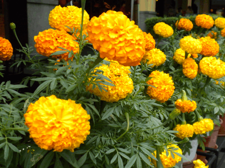 14 Surprising Facts About Marigolds You May Not Know