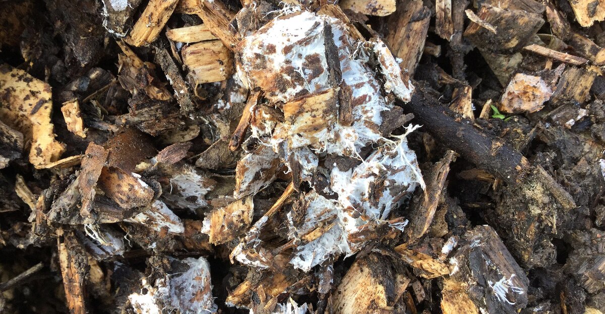 13 Effective Methods for Controlling Fungus in Mulch