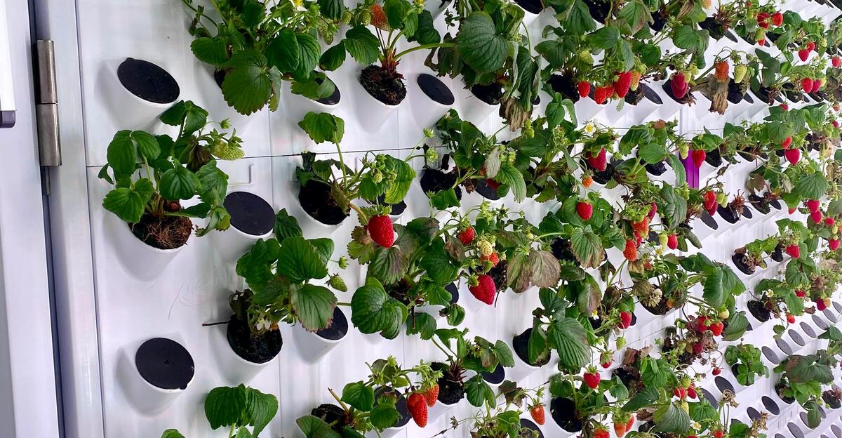 12 Indoor Plants Perfect for Creating a Stunning Vertical Garden