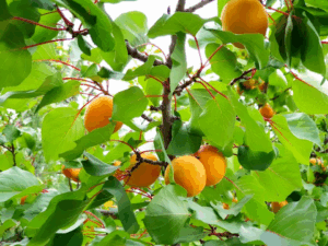 18 Best Fruits to Grow in Cold Climates