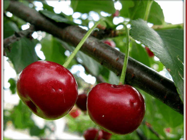18 Best Fruits to Grow in Cold Climates