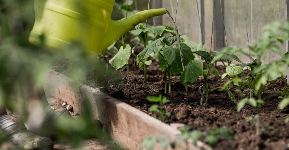 15 Effective Watering Tips to Beat the Heat in Your Garden