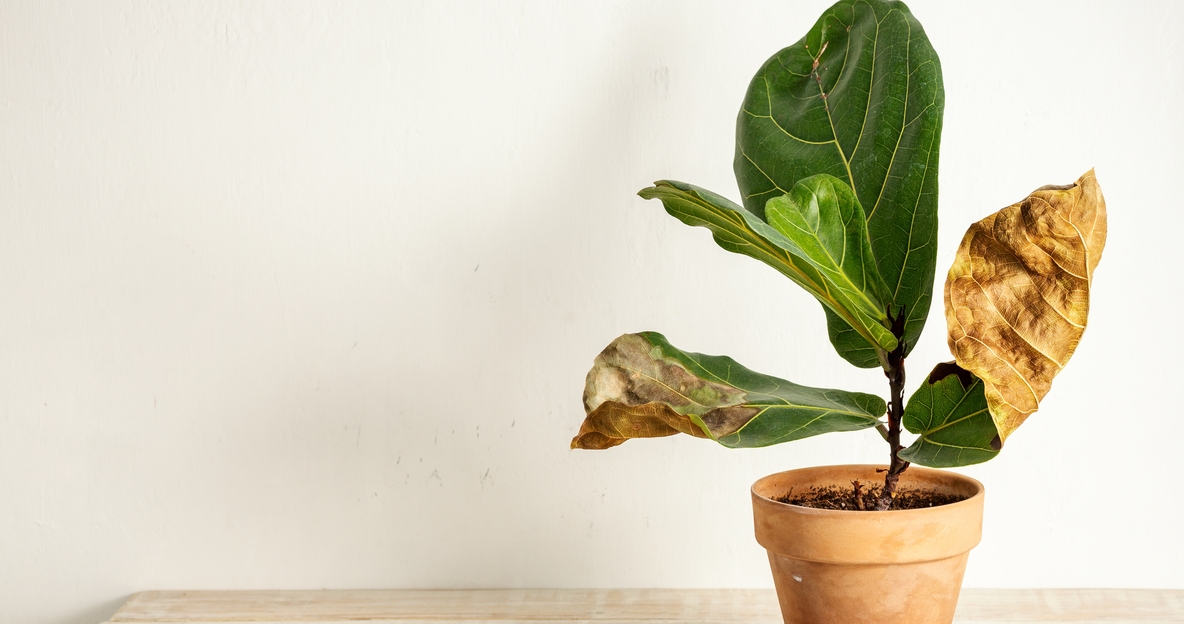 10 Common Fiddle Leaf Fig Problems and How To Deal With Them