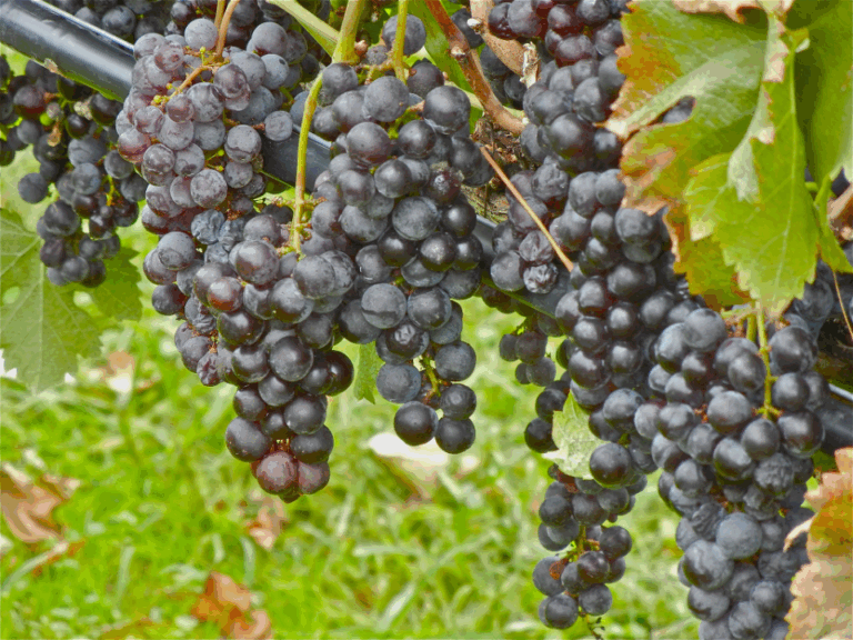 18 Best Fruits to Grow in Cold Climates