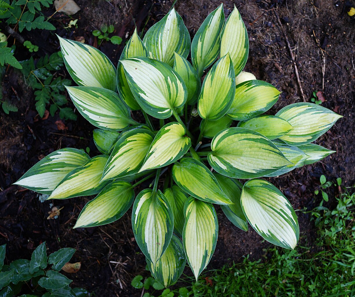 13 Hostas Tolerant of Sunny Conditions