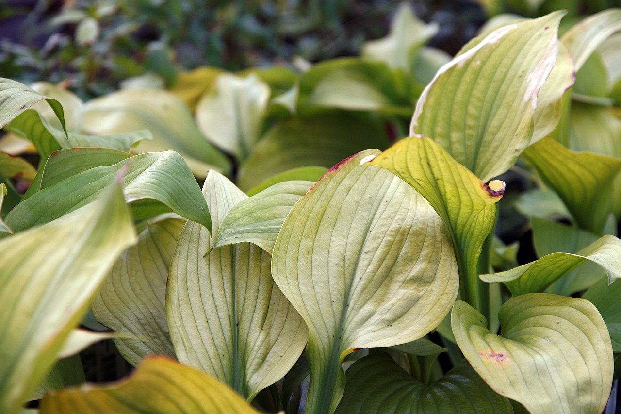 13 Hostas Tolerant of Sunny Conditions