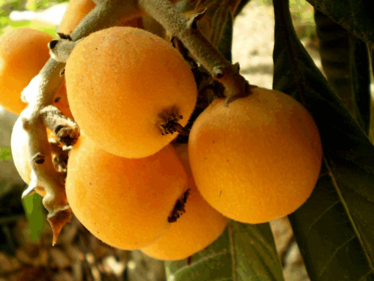 18 Best Fruits to Grow in Cold Climates