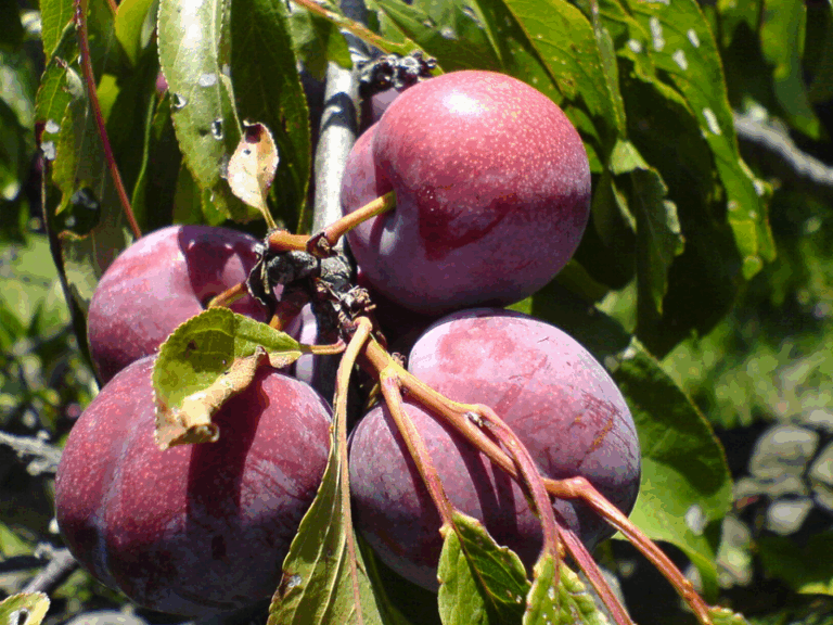 18 Best Fruits to Grow in Cold Climates
