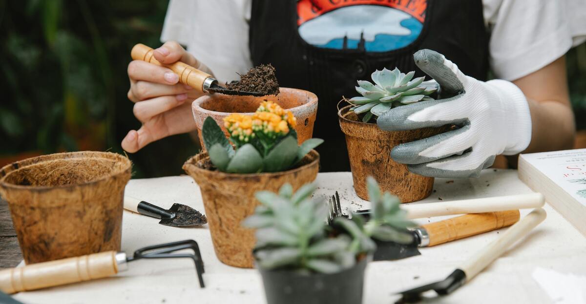 12 Easy-To-Follow Steps For Repotting Succulents