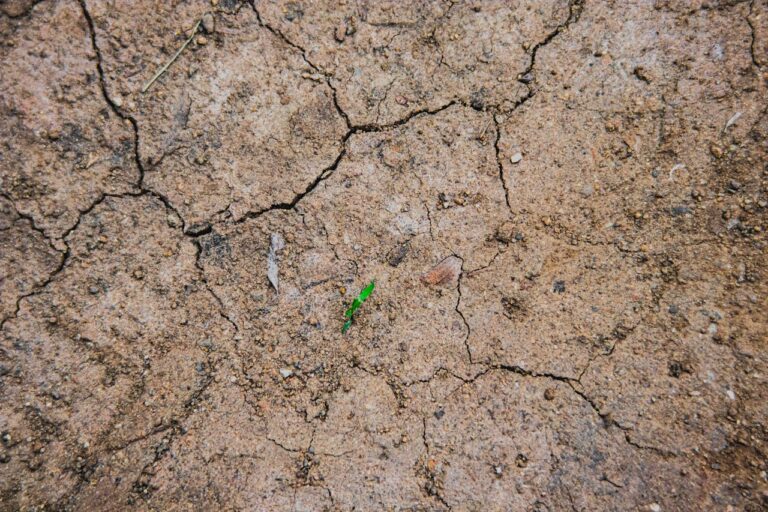 12 Common Grass Growth Issues and How to Fix Them Fast