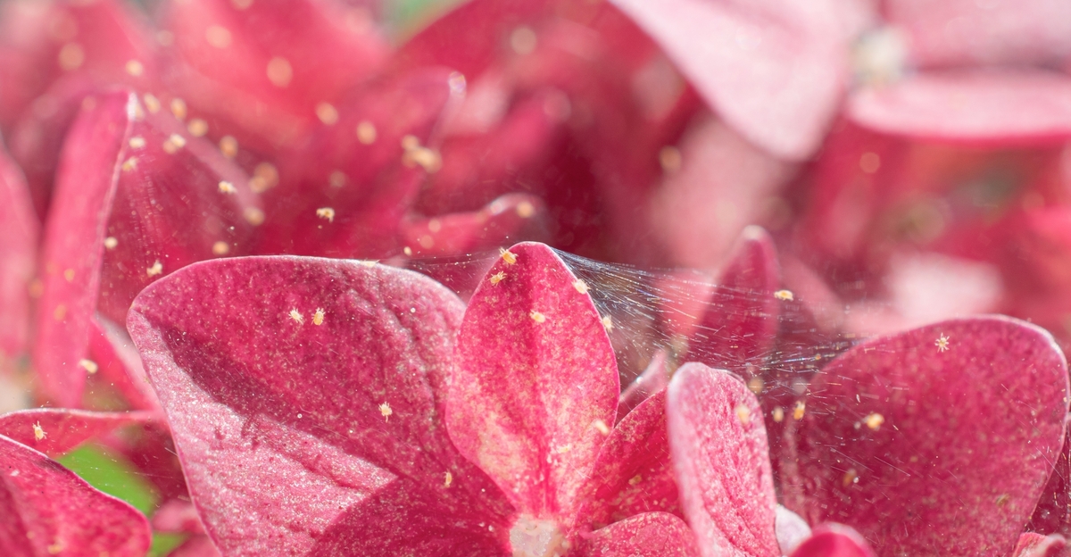 14 Common Pests That Wreak Havoc on Hydrangeas