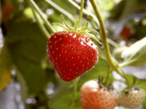18 Best Fruits to Grow in Cold Climates