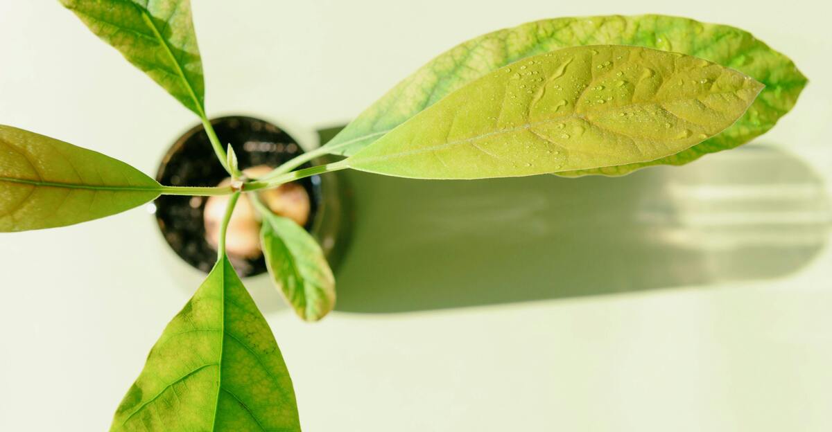 14 Fruit Trees That Can Grow And Thrive Indoors