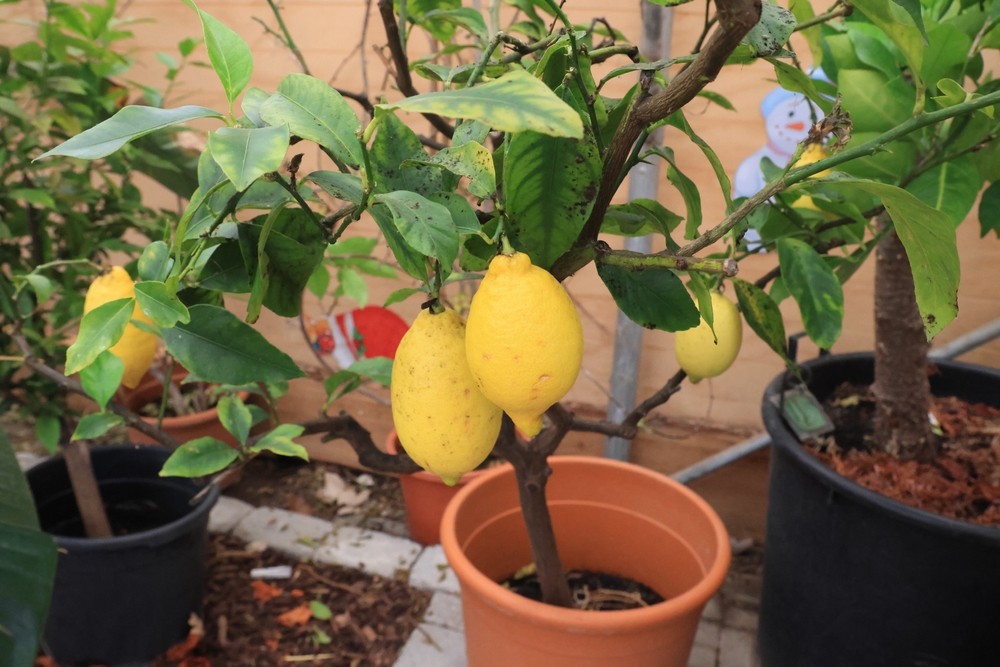 14 Fruit Trees You Can Grow in Containers
