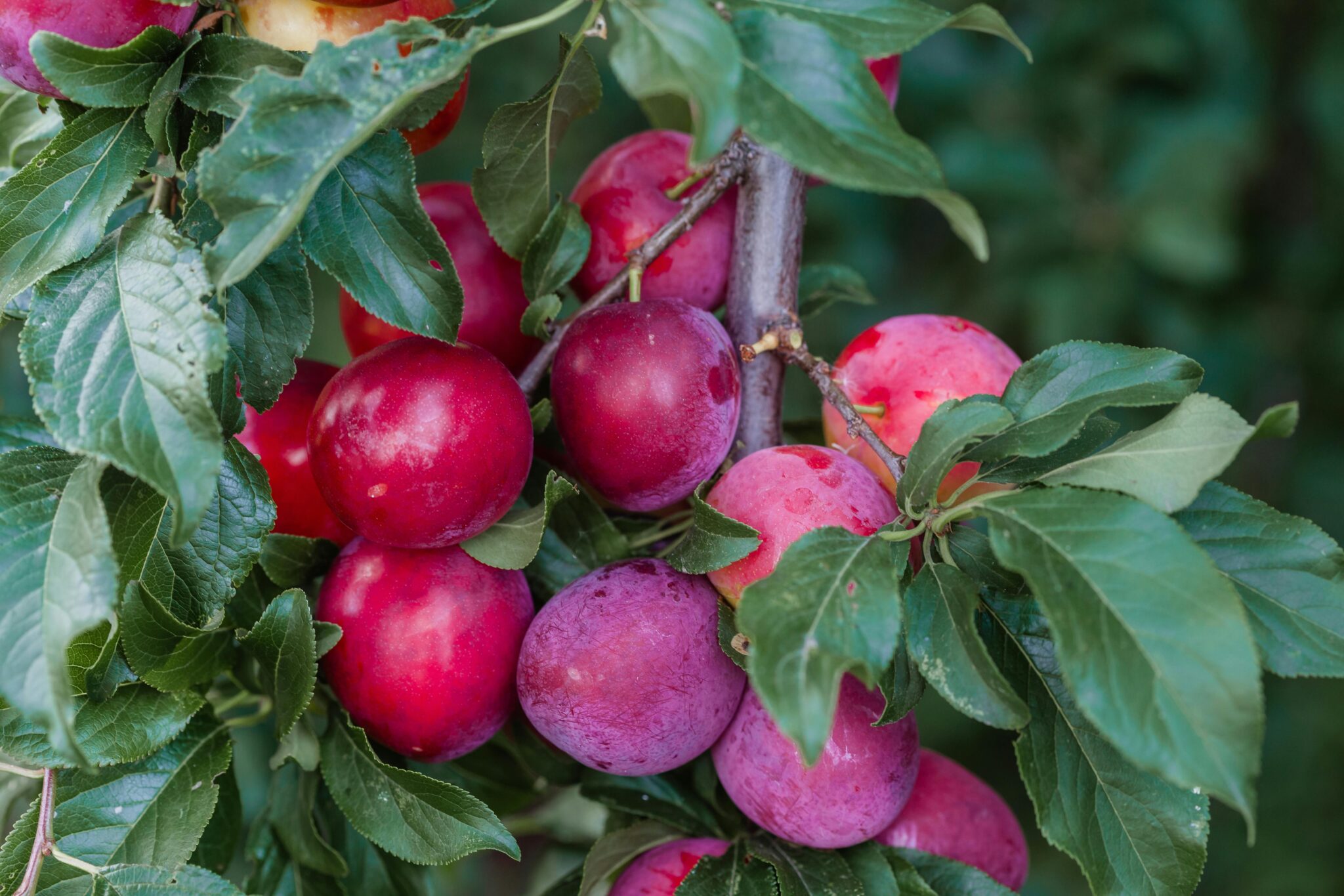 20 Best Fruits to Grow in Your Backyard Year-Round