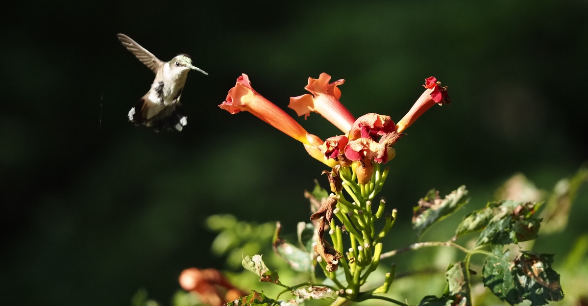 12 Garden Colors That Attract Beautiful Birds