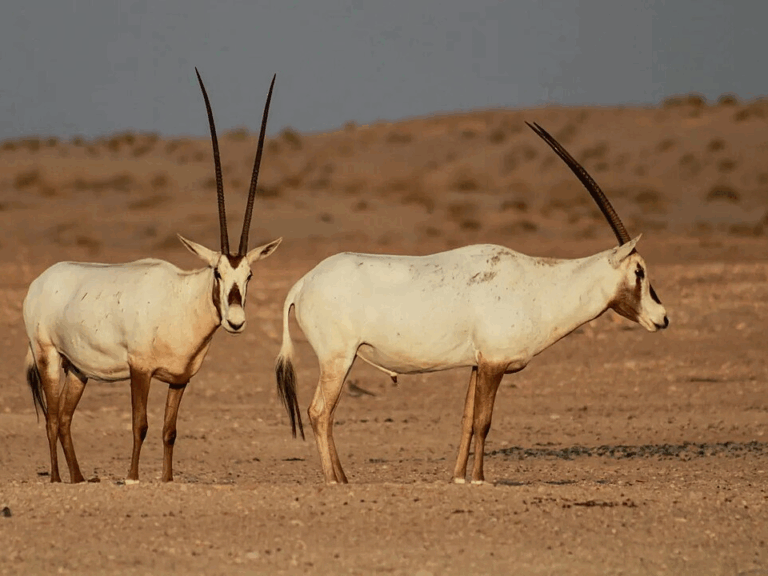 20 Rare Desert-Dwelling Creatures Worth the Trip