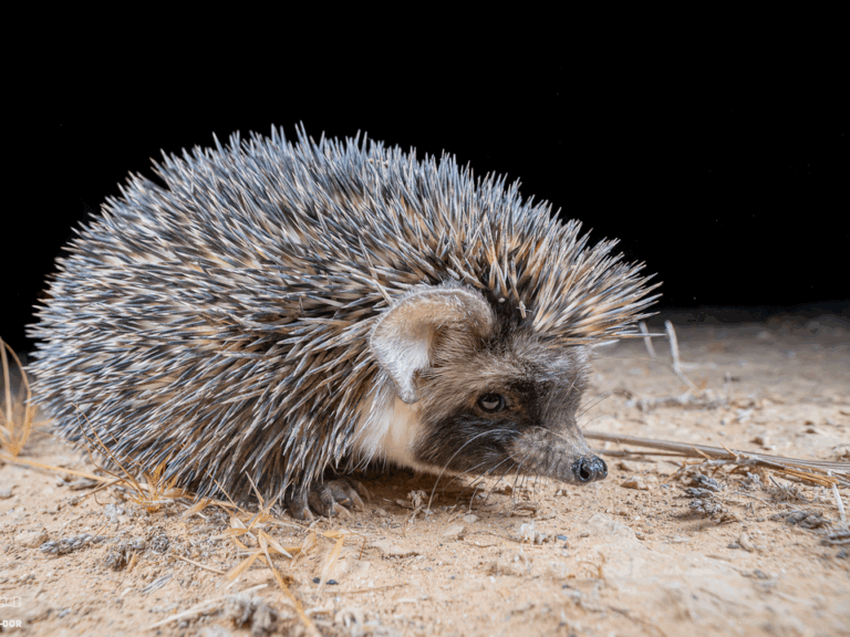 20 Rare Desert-Dwelling Creatures Worth the Trip
